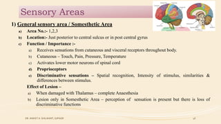 HNS PART IV - PARTS OF BRAIN | PPTX