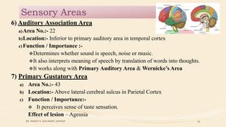 HNS PART IV - PARTS OF BRAIN | PPTX