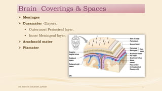 HNS PART IV - PARTS OF BRAIN | PPTX