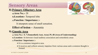 HNS PART IV - PARTS OF BRAIN | PPTX