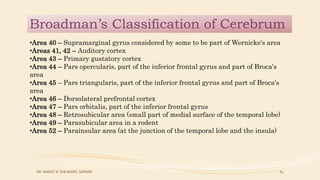 HNS PART IV - PARTS OF BRAIN | PPTX