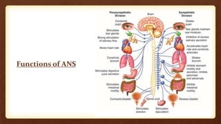 HNS PART VII - AUTONOMIC NERVOUS SYSTEM | PPT