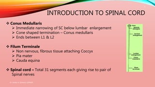 HNS PART VI - SPINAL CORD | PPT