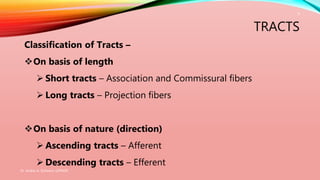 HNS PART VI - SPINAL CORD | PPT