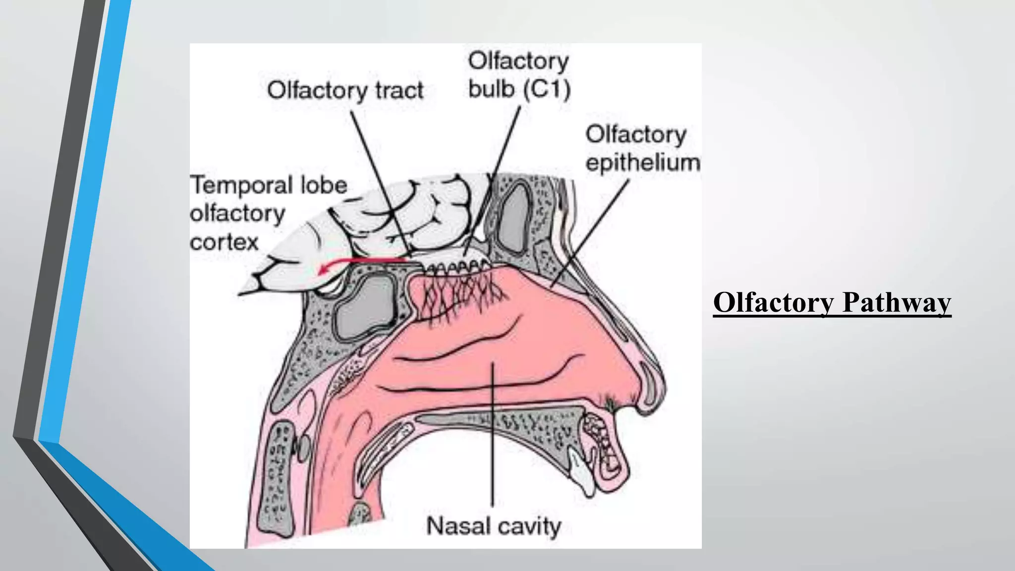 HNS PART XI SPECIAL SENSES GUSTATORY & OLFACTORY | PPT