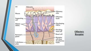 HNS PART XI SPECIAL SENSES GUSTATORY & OLFACTORY | PPTX