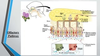 HNS PART XI SPECIAL SENSES GUSTATORY & OLFACTORY | PPT
