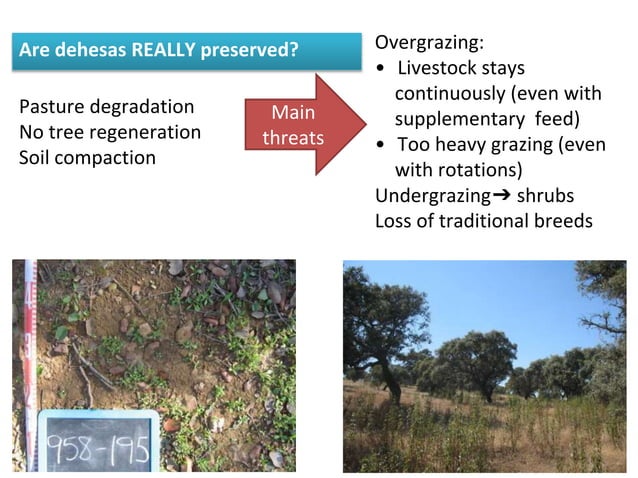 A Spanish case study in High Nature Value farming: The dehesa agroforestry system in the Iberian ...