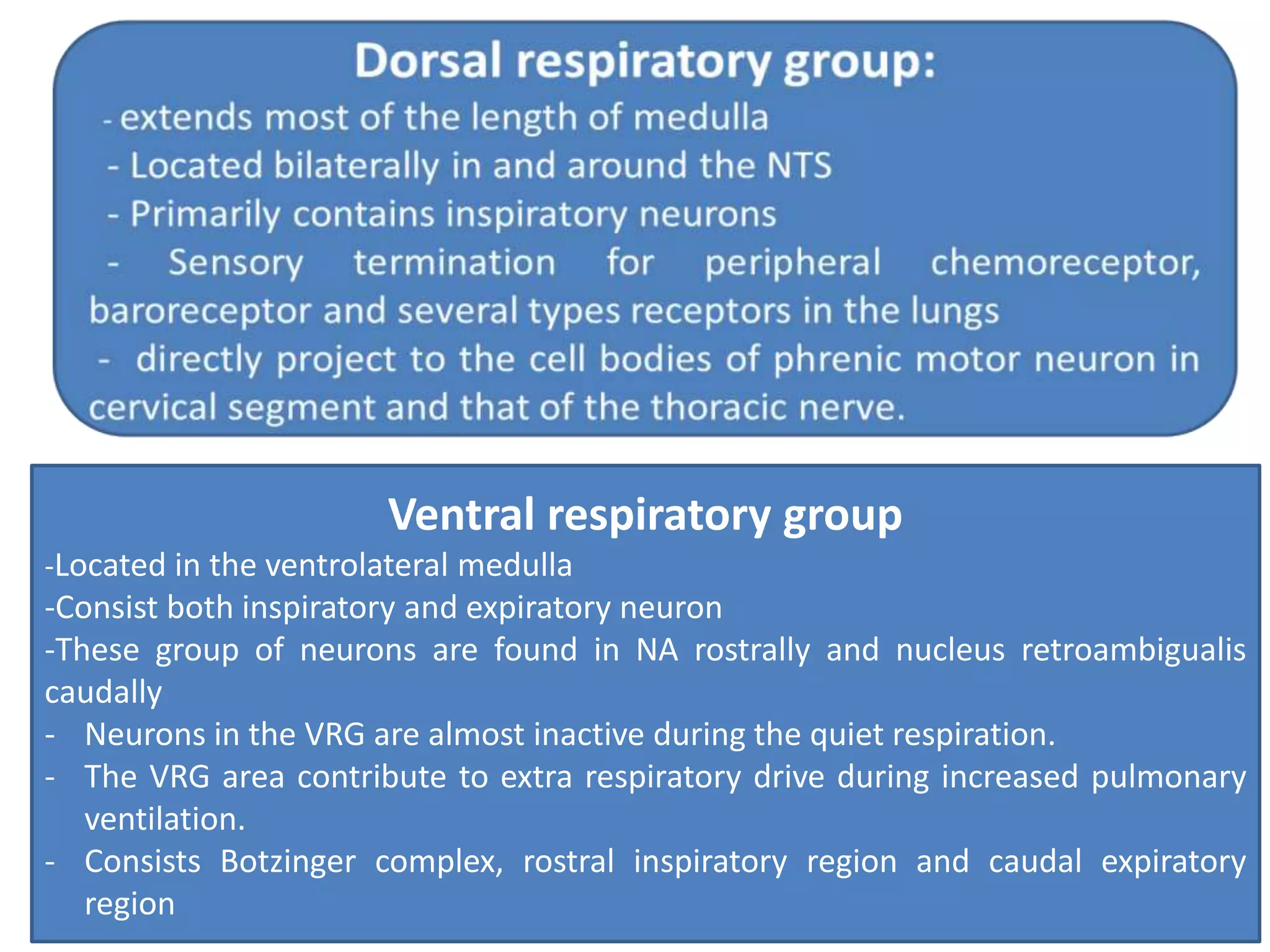 Neural regulation of_respiration | PPTX