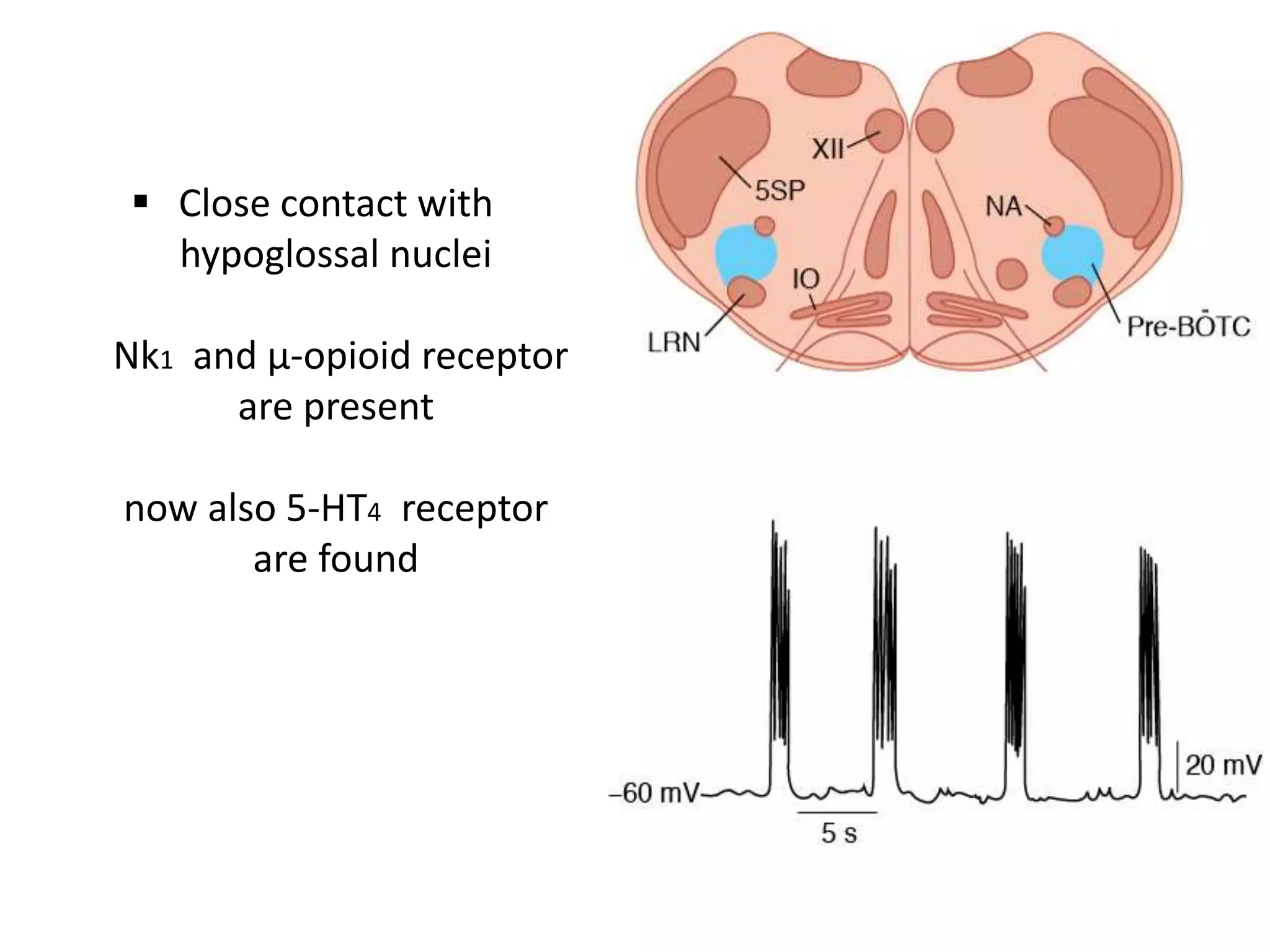 Neural regulation of_respiration | PPTX