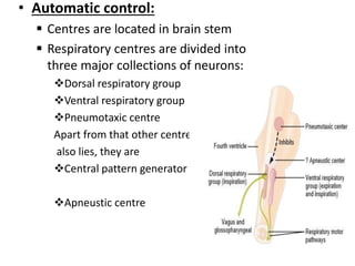 Neural regulation of_respiration | PPTX