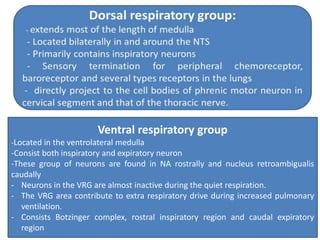 Neural regulation of_respiration | PPTX