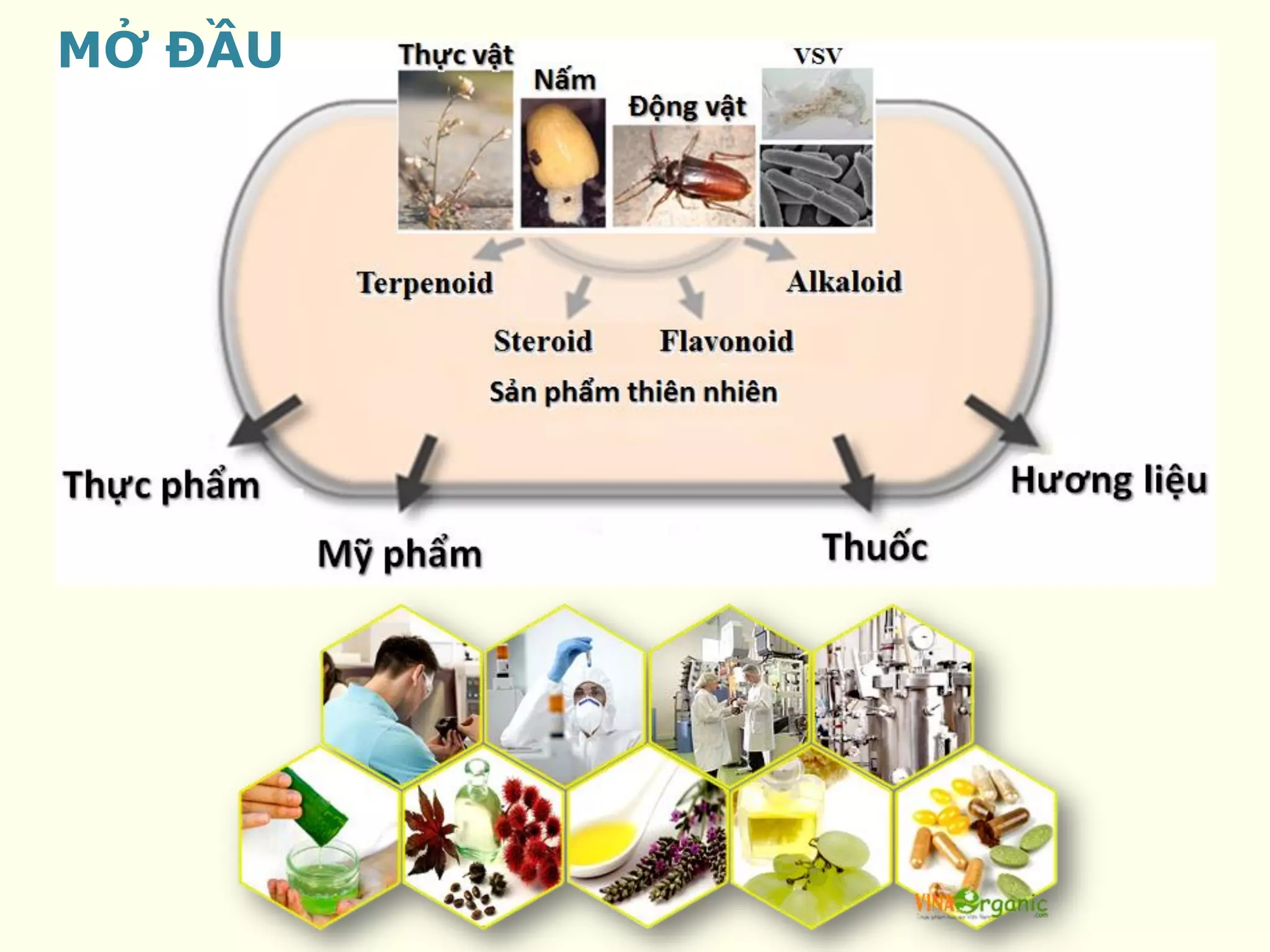 Hoa hoc cac hop chat tu nhien nguyen ngoc tuan ph d | PDF