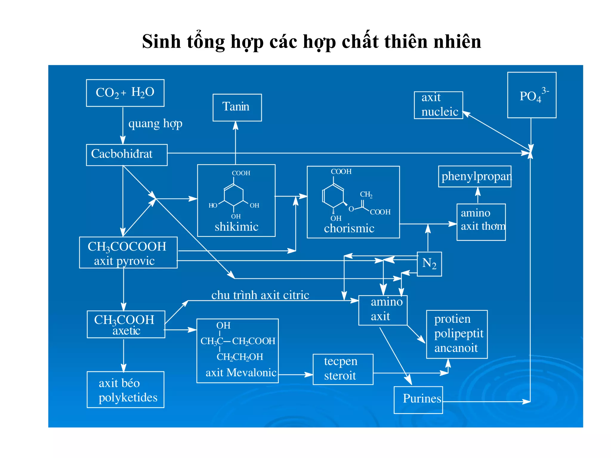 Hoa hoc cac hop chat tu nhien nguyen ngoc tuan ph d | PDF