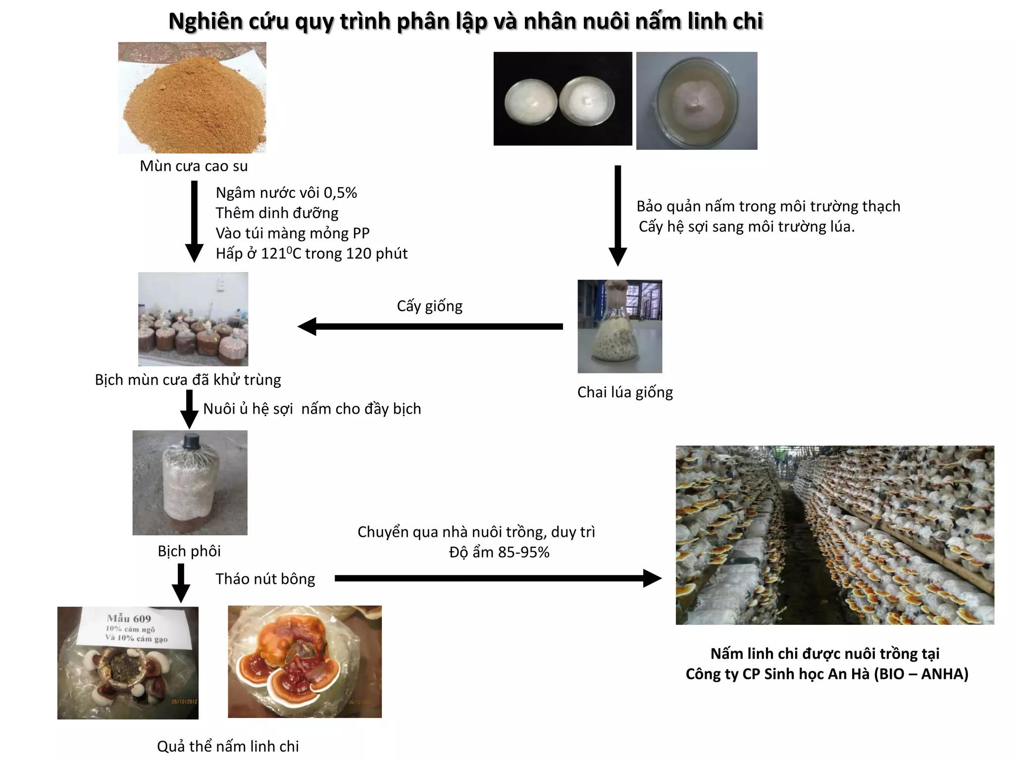 Hoa hoc cac hop chat tu nhien nguyen ngoc tuan ph d | PDF
