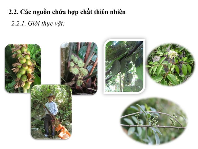 Hoa hoc cac hop chat tu nhien nguyen ngoc tuan ph d | PDF