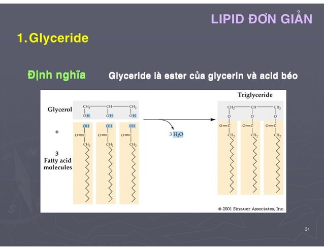 Hoa hoc thuc pham chuong 2 lipid ton nu minh nguyet | PDF