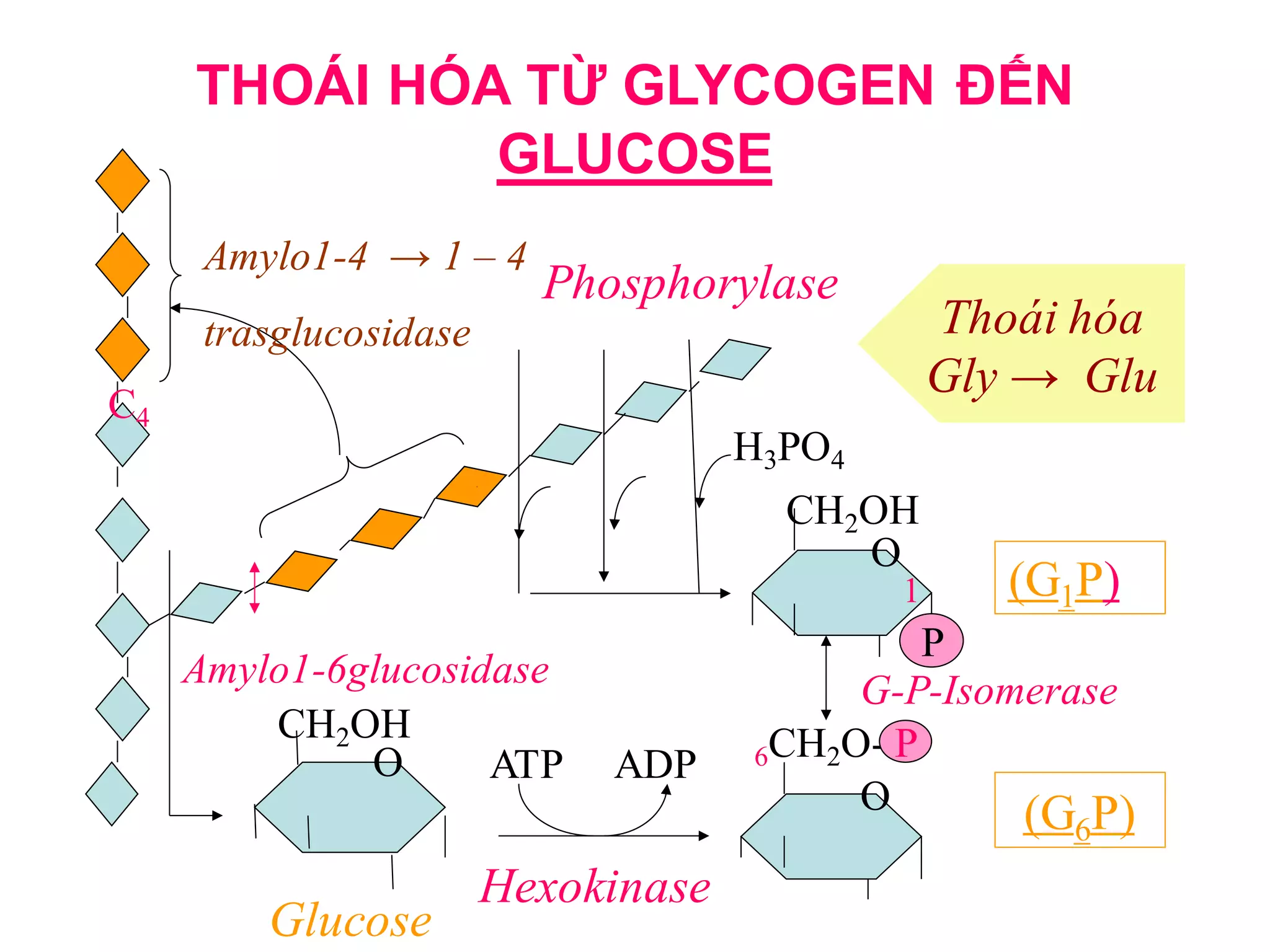 Hoa hoc va chuyen hoa gllucid | PDF