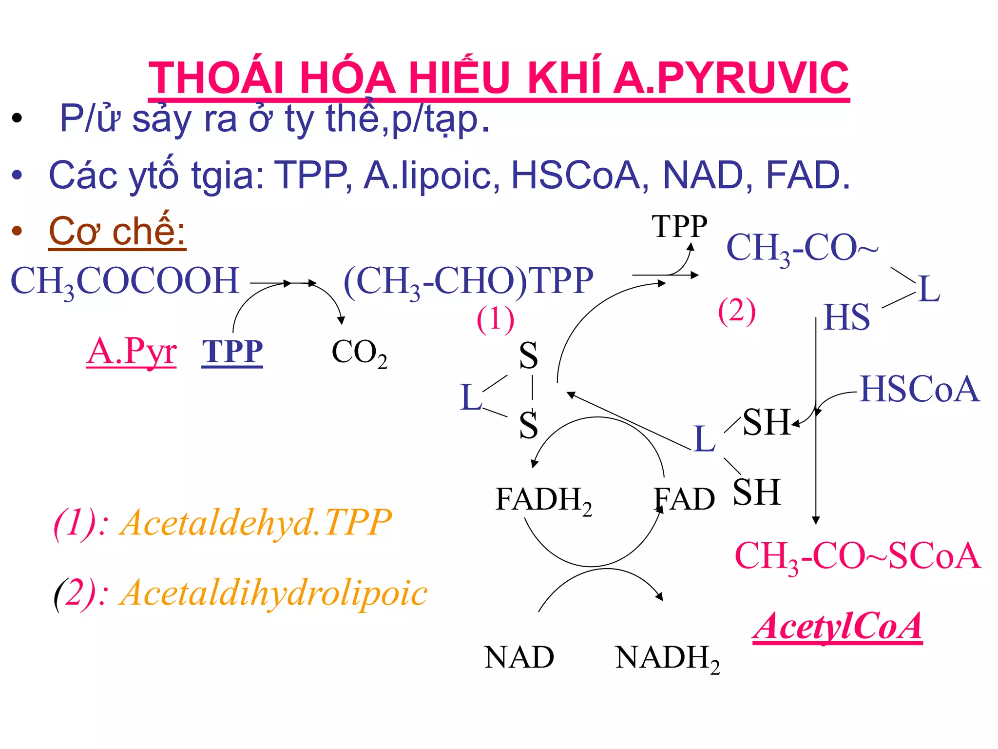 Hoa hoc va chuyen hoa gllucid | PDF