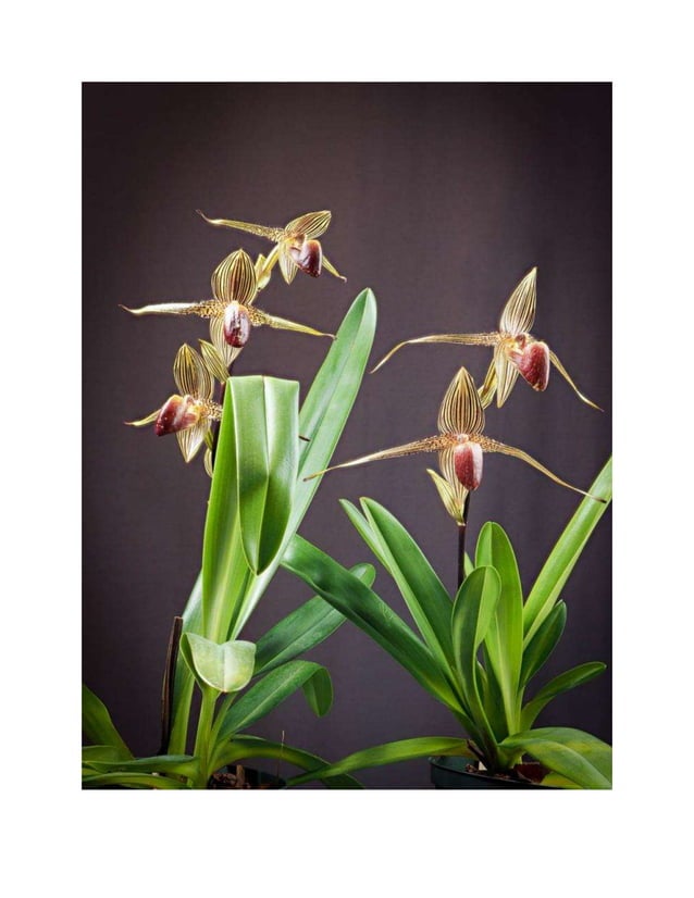 Hoa lan đẹp nhất thế giới .docx