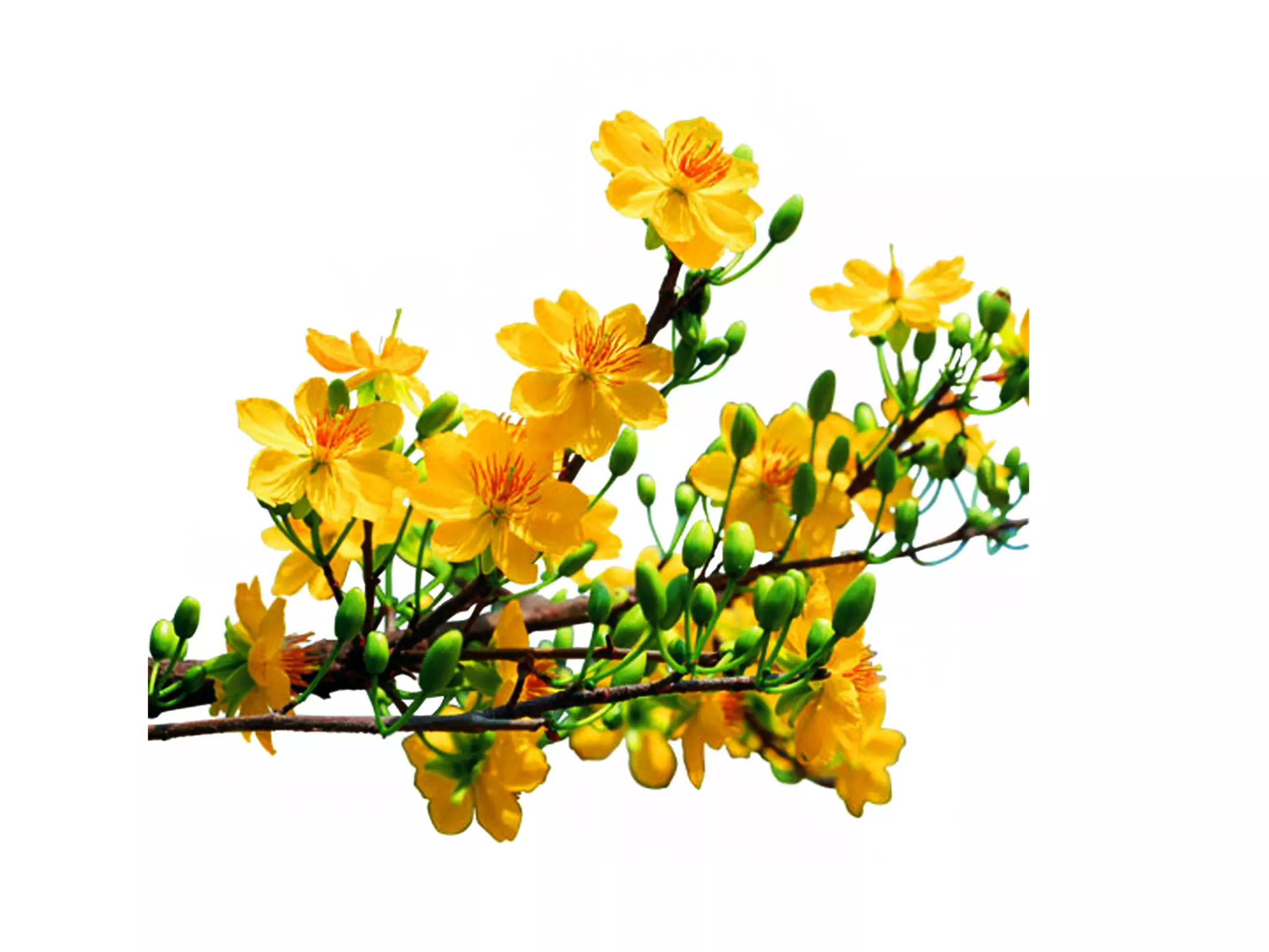 Hoa mai (png) | PPT