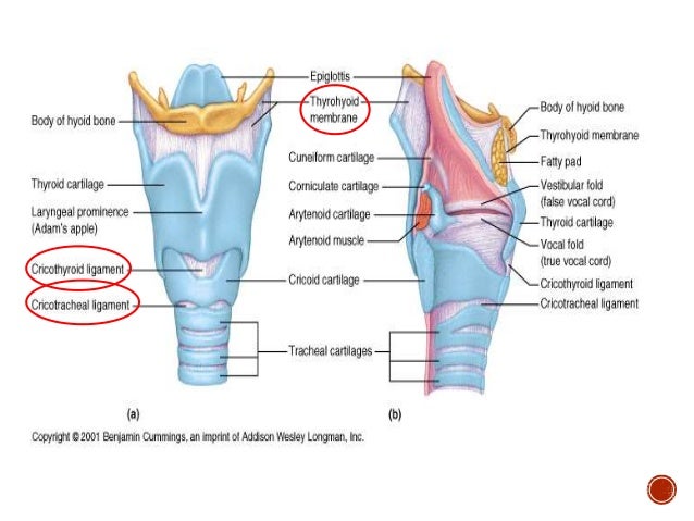 Hoarseness year-4