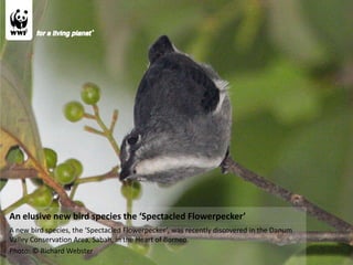 Borneo's New World | PPT