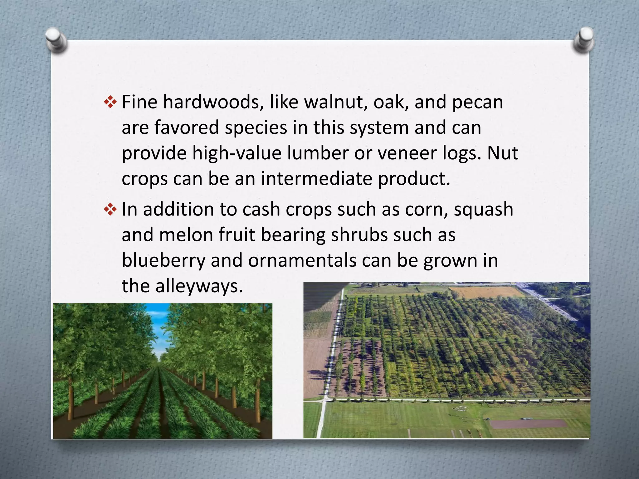 Agro forestry | PDF
