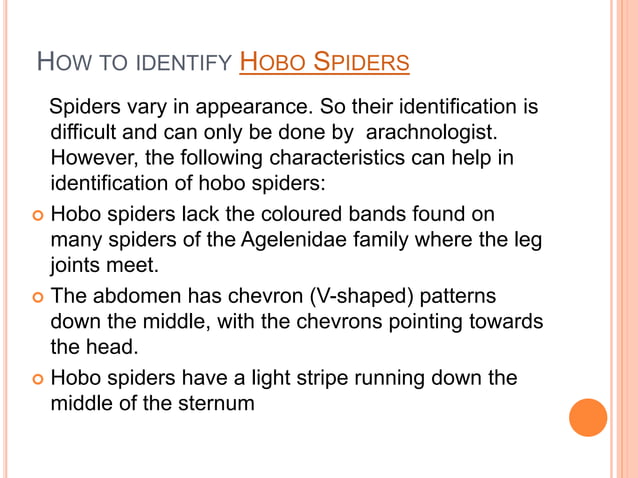 Hobo spiders | PPT