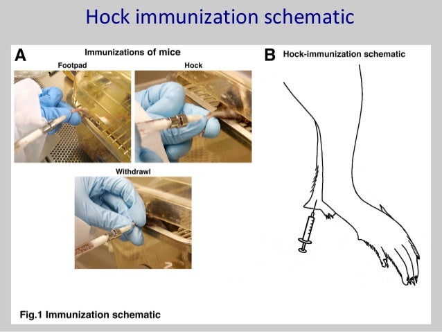 Hock Immunization