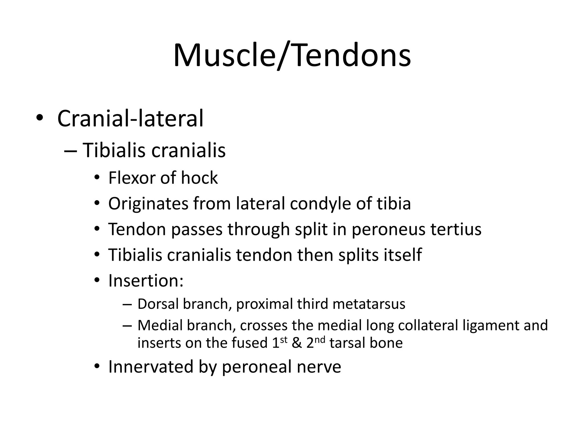 Tarsal Anatomy of the Horse | PPTX