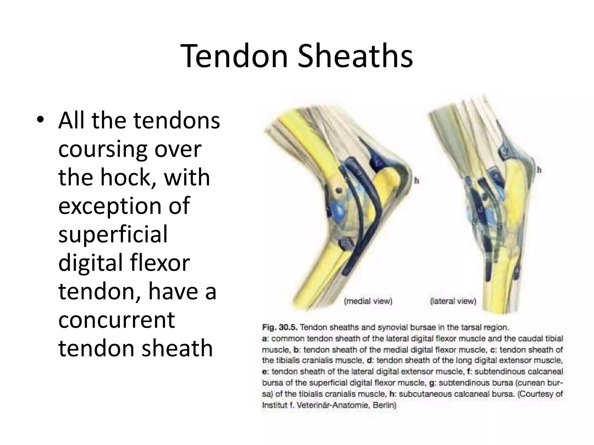 Tarsal Anatomy of the Horse | PPTX | Death, Injury, or Military ...