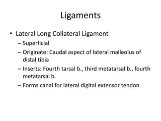 Tarsal Anatomy of the Horse | PPTX