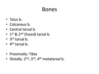 Tarsal Anatomy of the Horse | PPTX