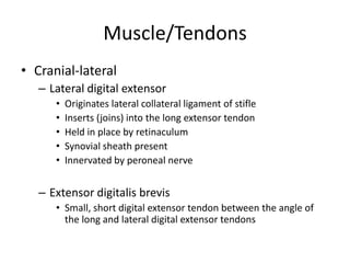 Tarsal Anatomy of the Horse | PPTX