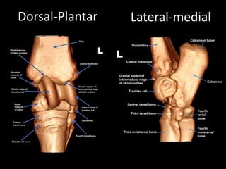 Tarsal Anatomy of the Horse | PPTX