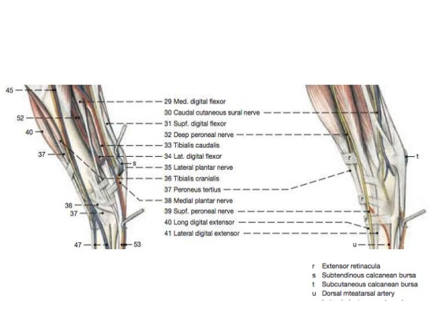 Tarsal Anatomy of the Horse