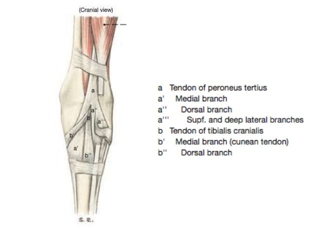 Tarsal Anatomy of the Horse