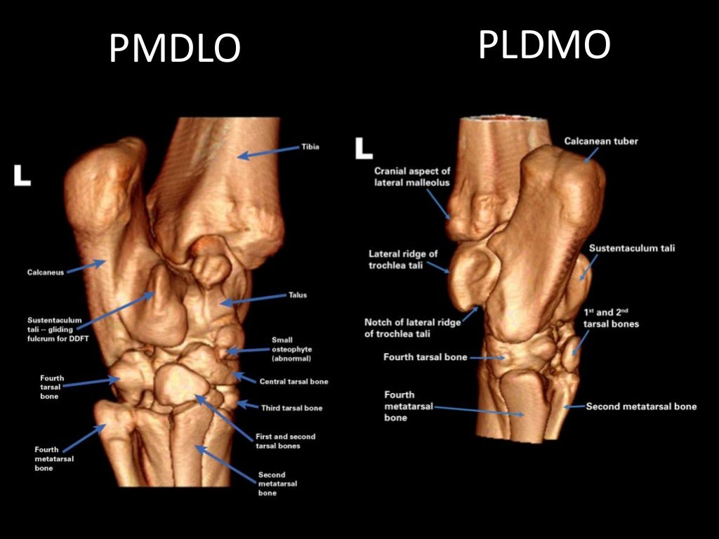 Tarsal Anatomy of the Horse