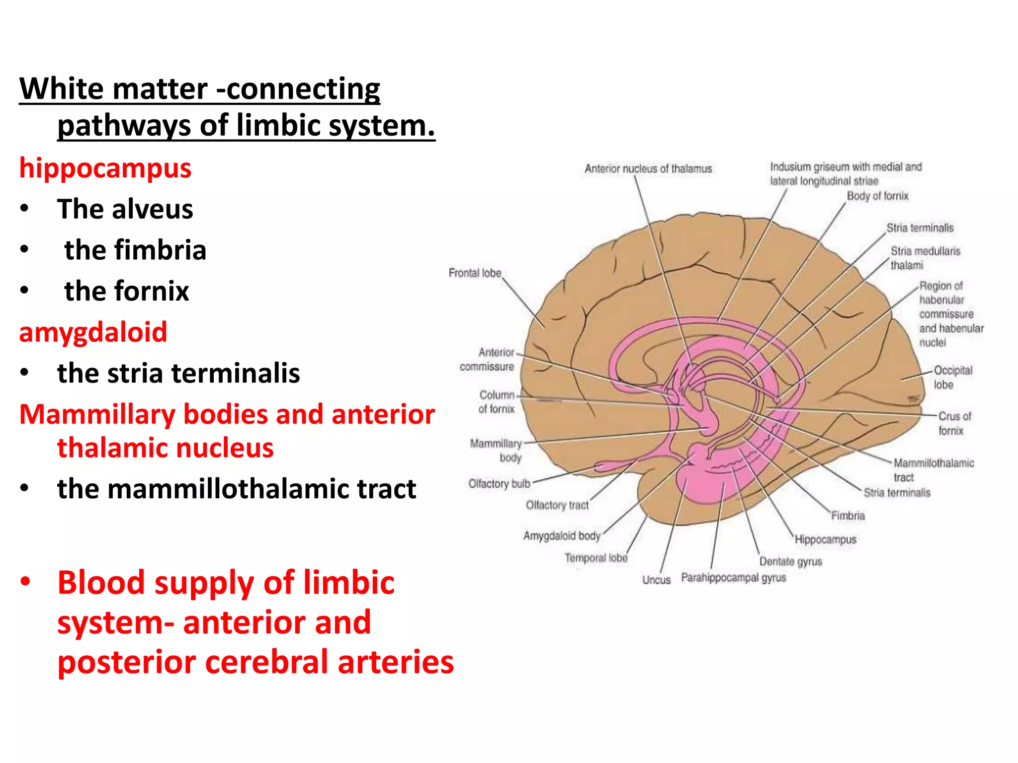 HOD cerebrum- areas and limbic system.pptx