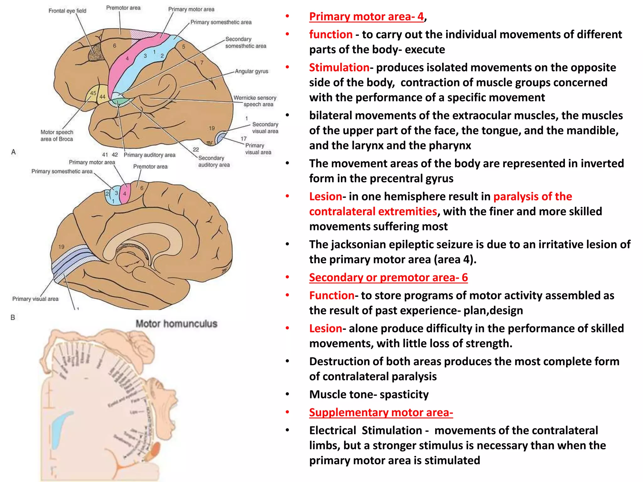 HOD cerebrum- areas and limbic system.pptx