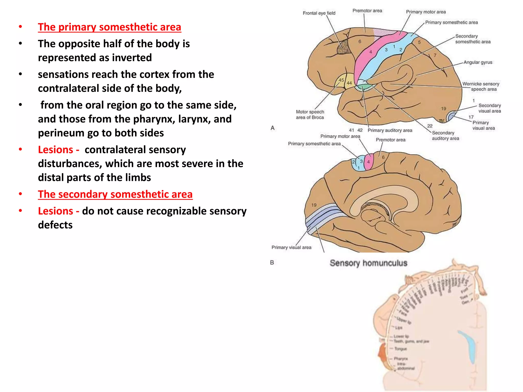 HOD cerebrum- areas and limbic system.pptx