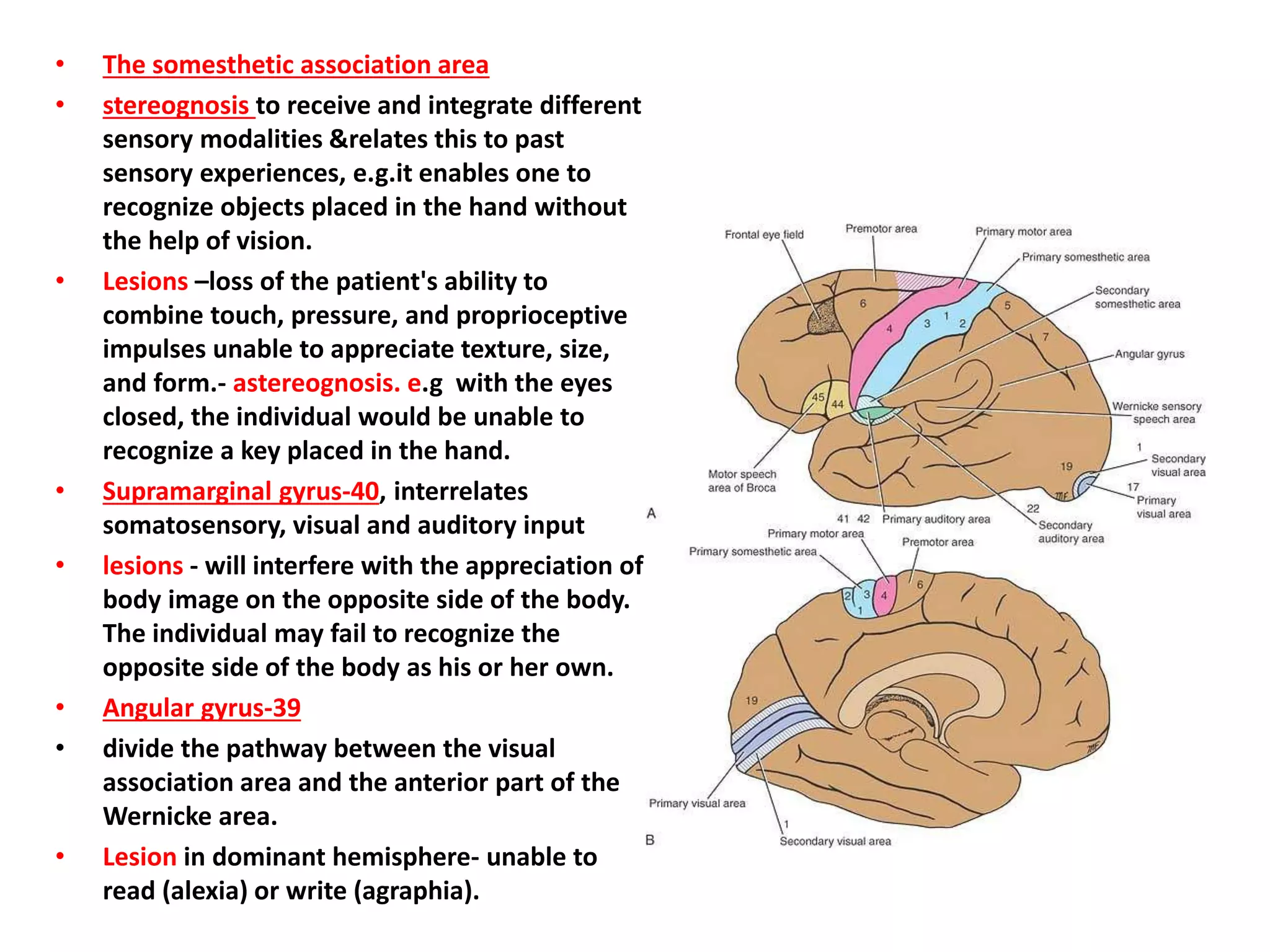 HOD cerebrum- areas and limbic system.pptx