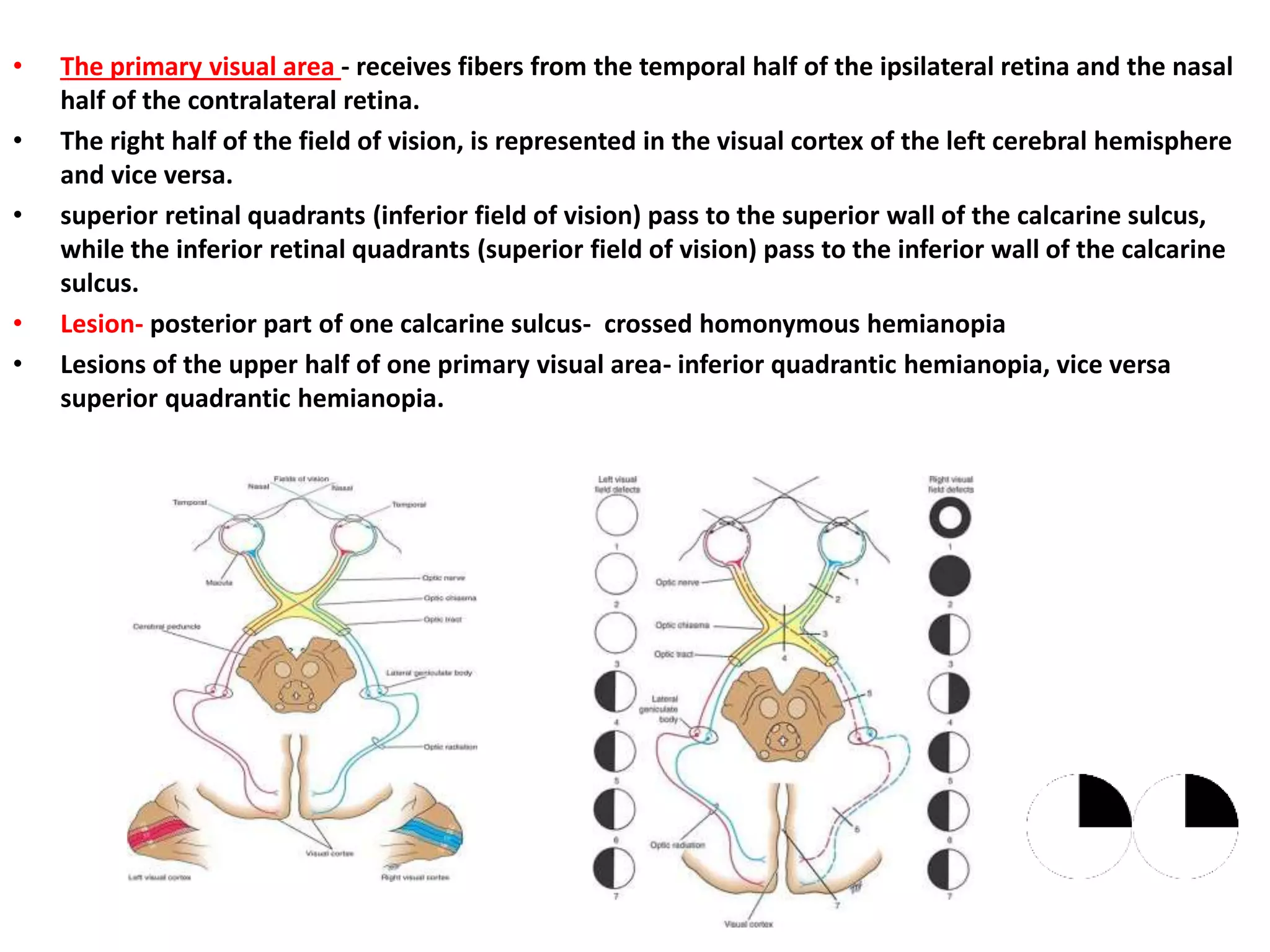 HOD cerebrum- areas and limbic system.pptx