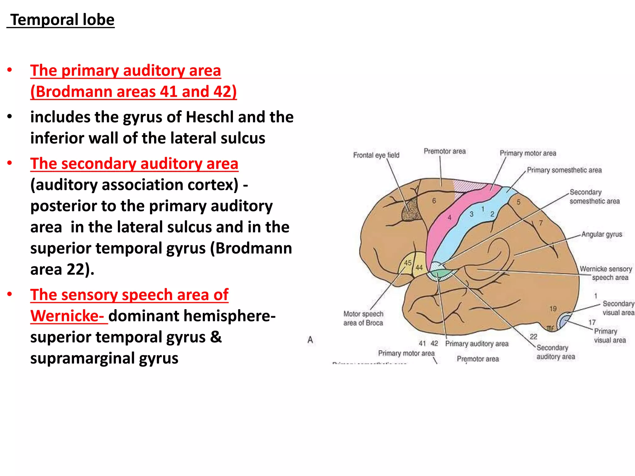 HOD cerebrum- areas and limbic system.pptx