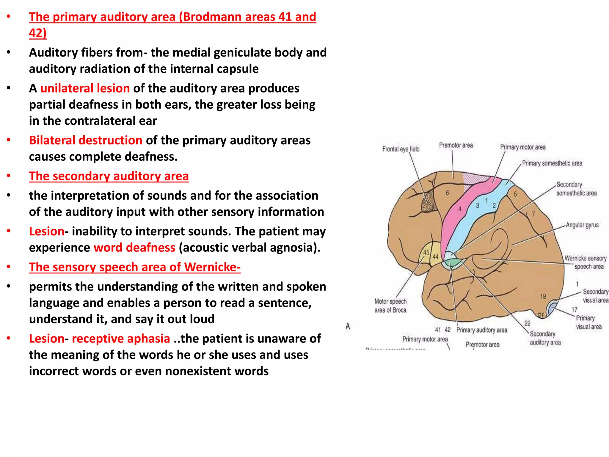 HOD cerebrum- areas and limbic system.pptx