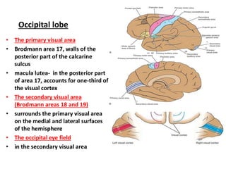 HOD cerebrum- areas and limbic system.pptx