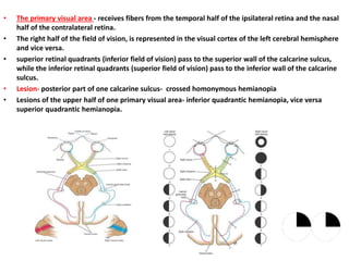 HOD cerebrum- areas and limbic system.pptx