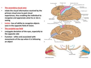 HOD cerebrum- areas and limbic system.pptx