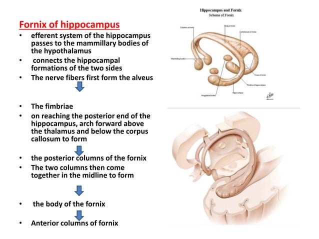 HOD cerebrum- areas and limbic system.pptx | Brain and Nervous System ...